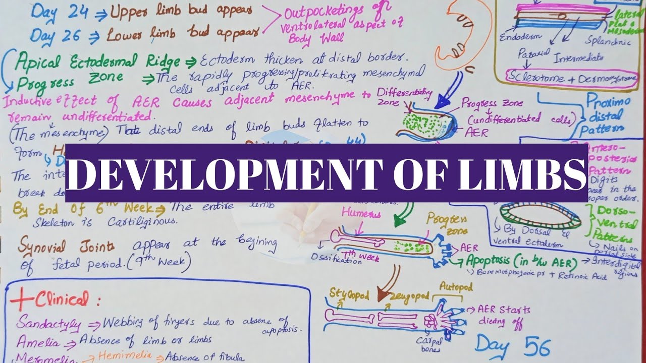Limb Development Embryology| Development Of Limb Concept Fast & Easy ...