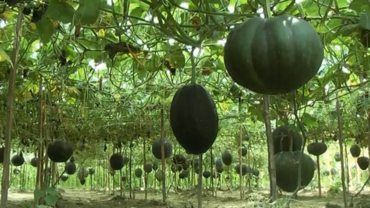 Pumpkin farming one scene|Field by Field big pumpkin - YouTube