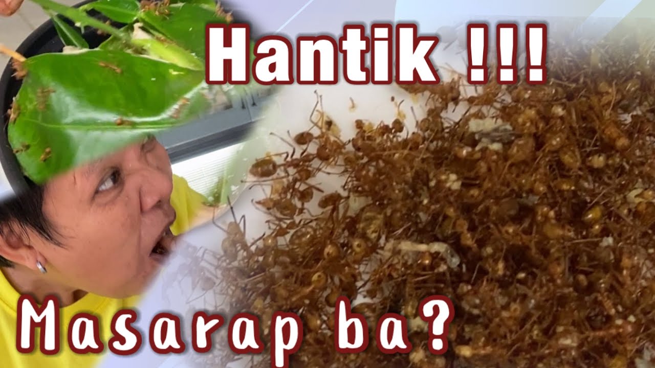 Kinakain ba talaga ang "Hantik" | Weaver Ants | MimiJOY - YouTube