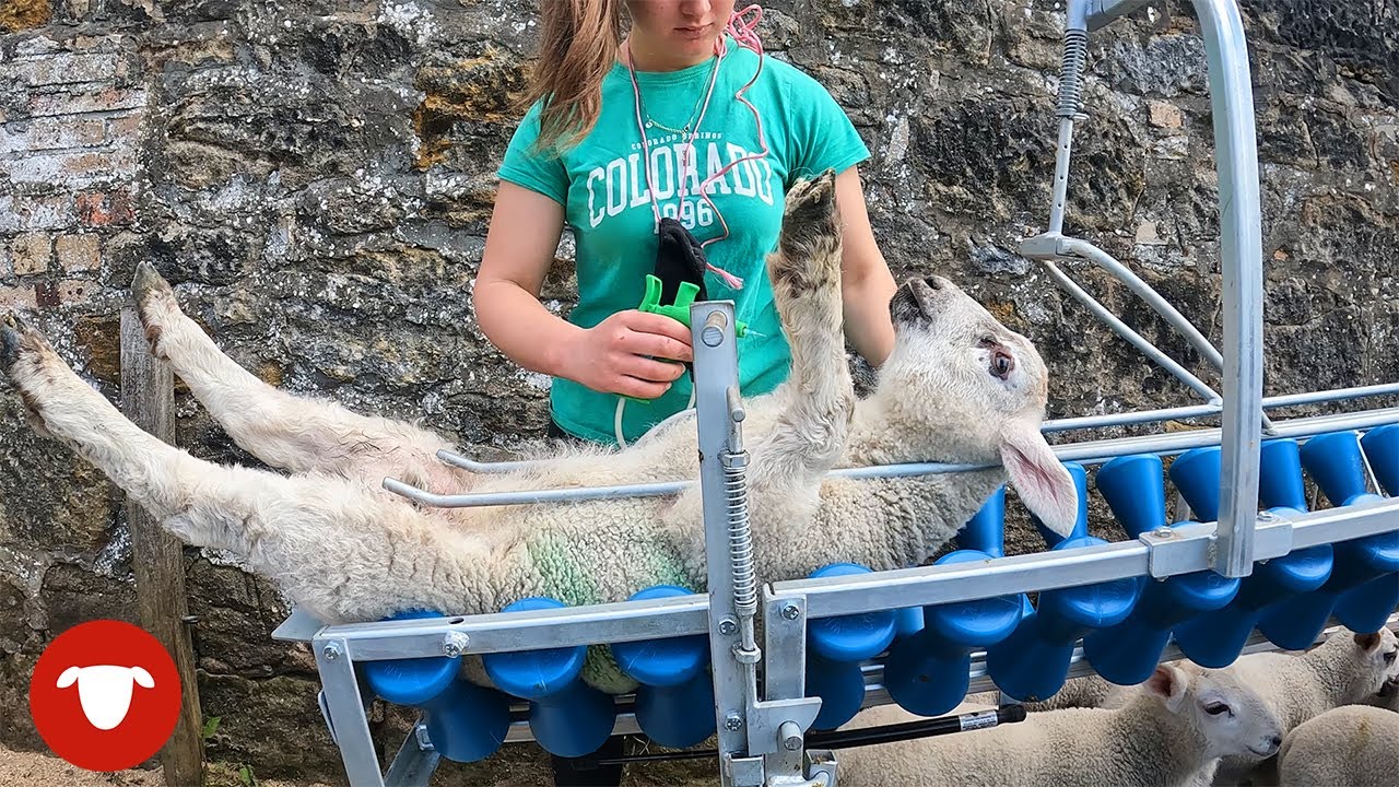 A new way to VACCINATE LAMBS - YouTube