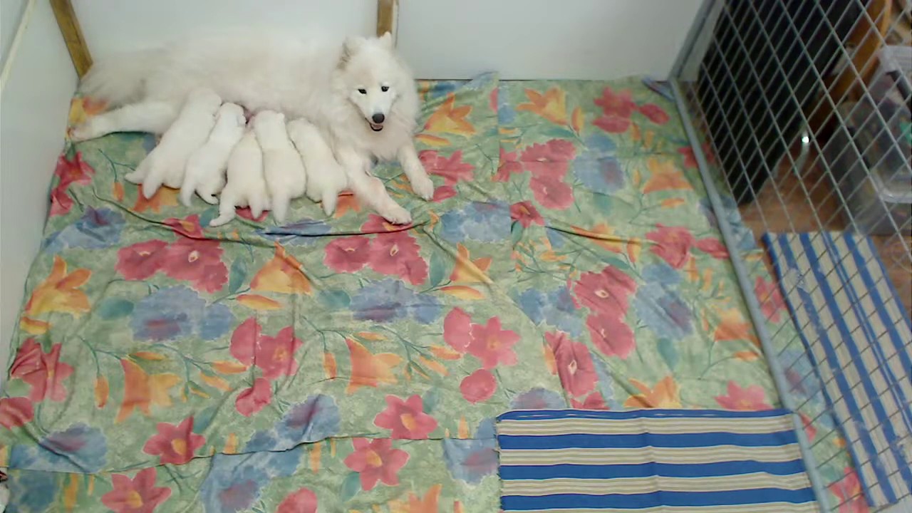 Arttulan 3F samoyed puppies 3 weeks old - samojedinpentuja ...