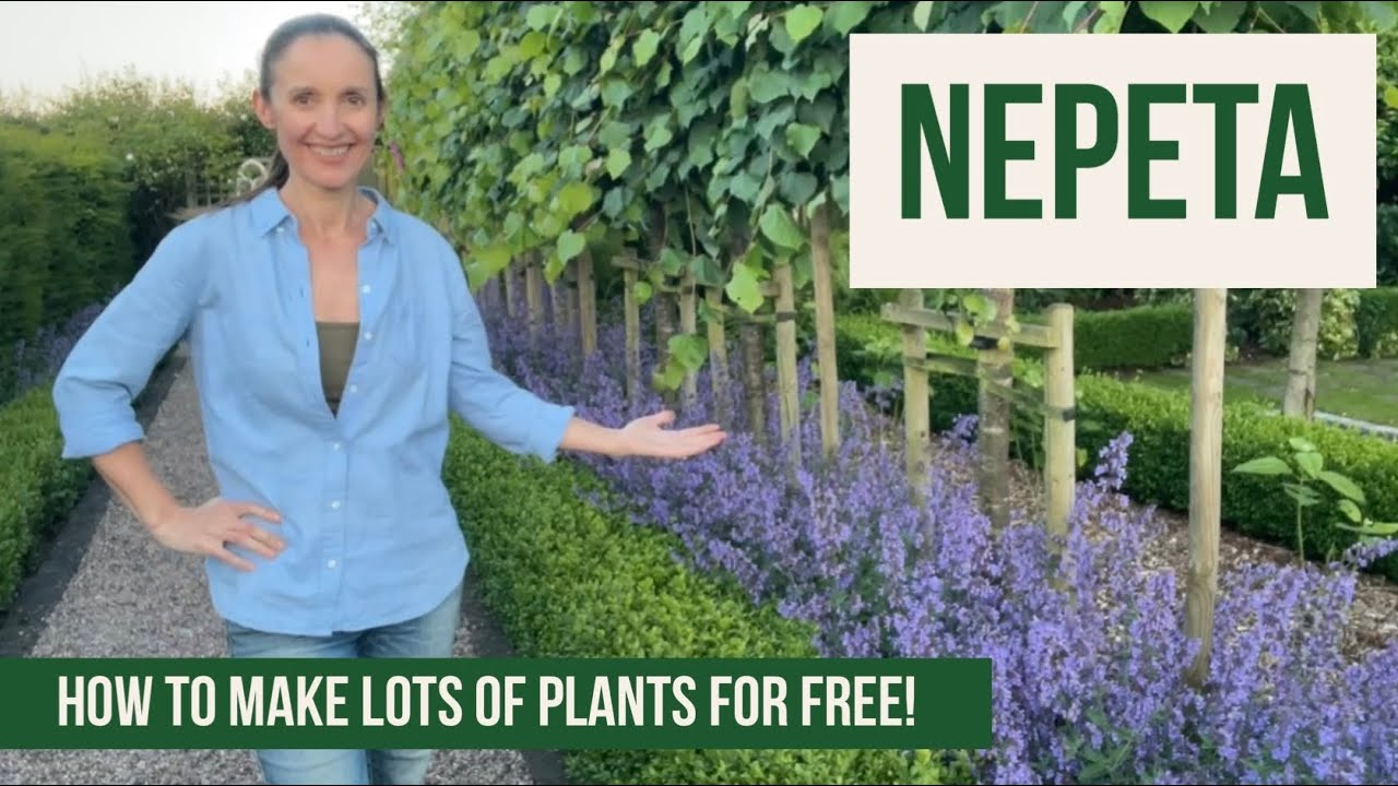 How to take Nepeta Cuttings - YouTube
