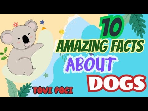 Tovi Pogi/10 Amazing Facts About Dogs. - YouTube