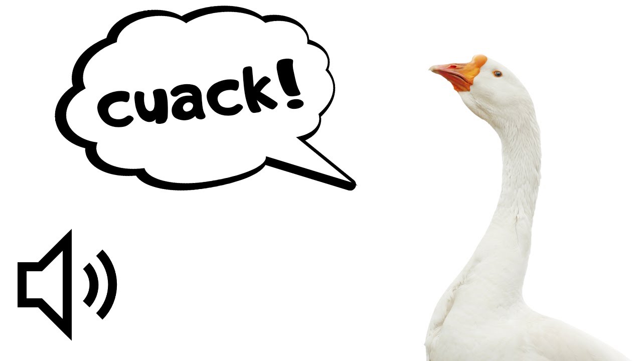 CUACK sound effect - download - YouTube