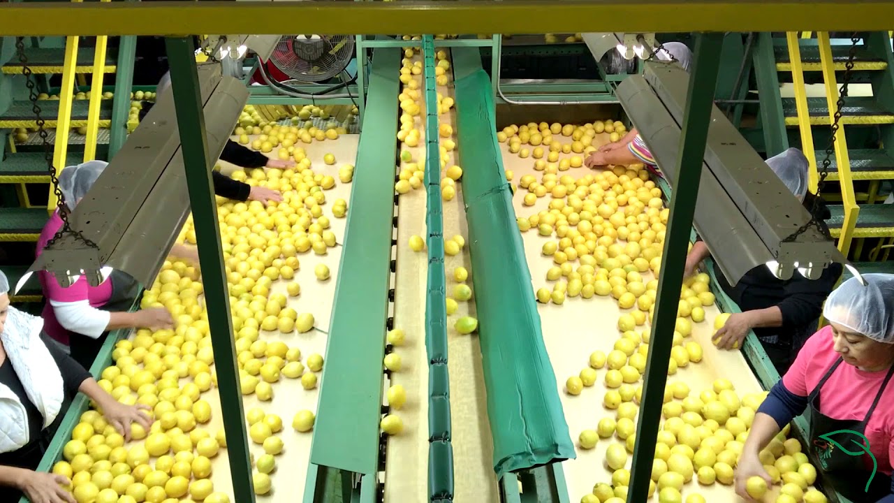 Lemon Packing Plant - YouTube