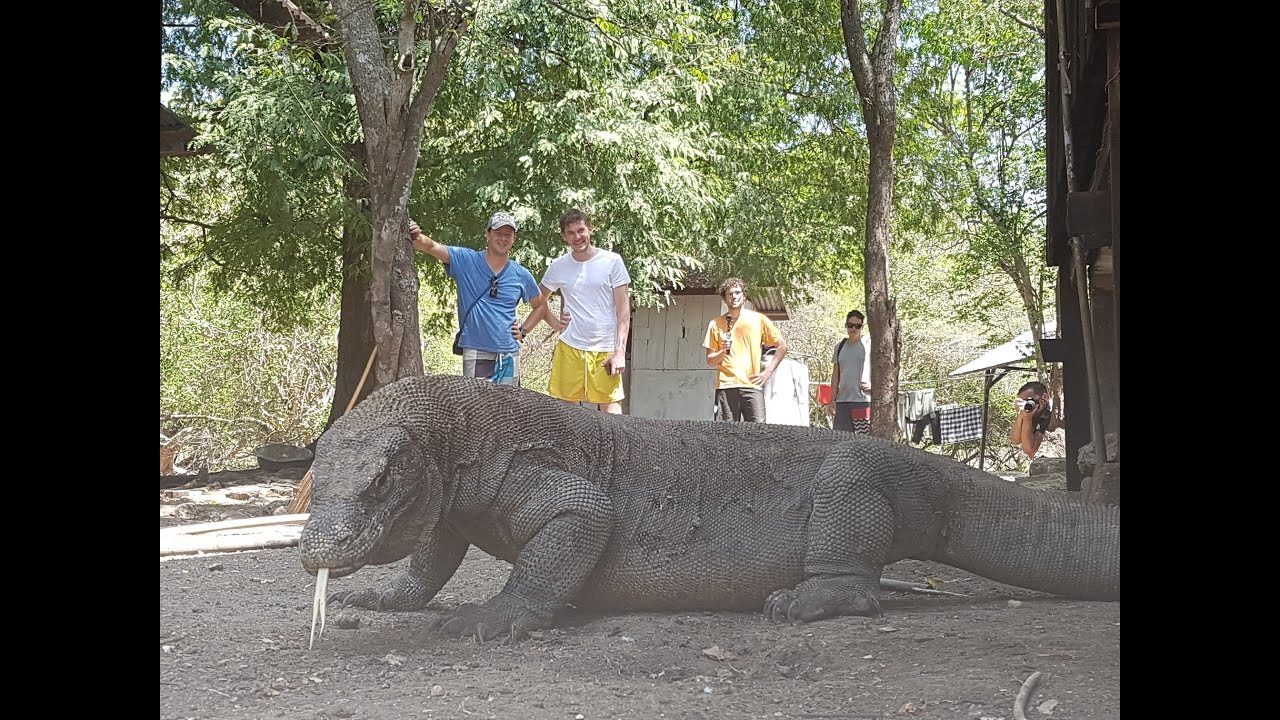 Komodo dragons attack - YouTube