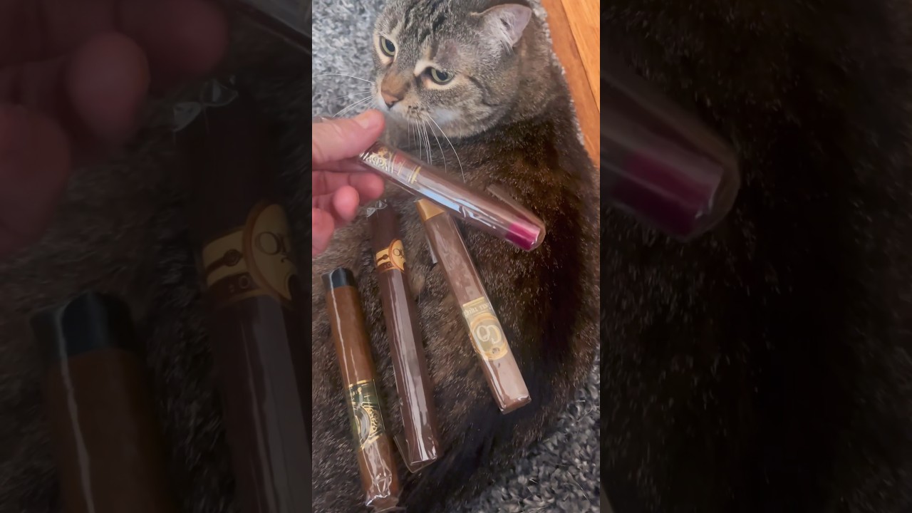 My cat😻 ️LOVES ️cigars…kinda 😫 #cigars #cats #humor #kitten #animals ...