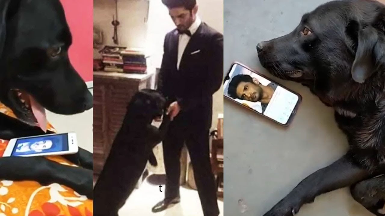Sushant Singh Rajput Dog Video Playing With Him Sushant Singh Rajput ...