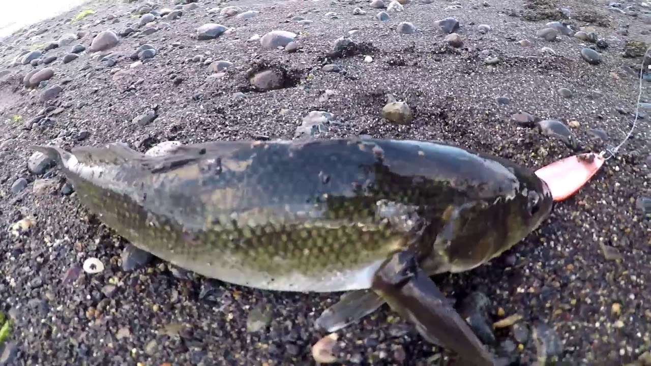 Pesca en Chiloé 2019 - YouTube