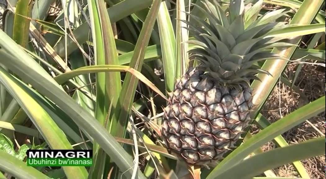 GUHINGA INANASI Ubuhinzi mu Rwanda-Rwanda agriculture - YouTube