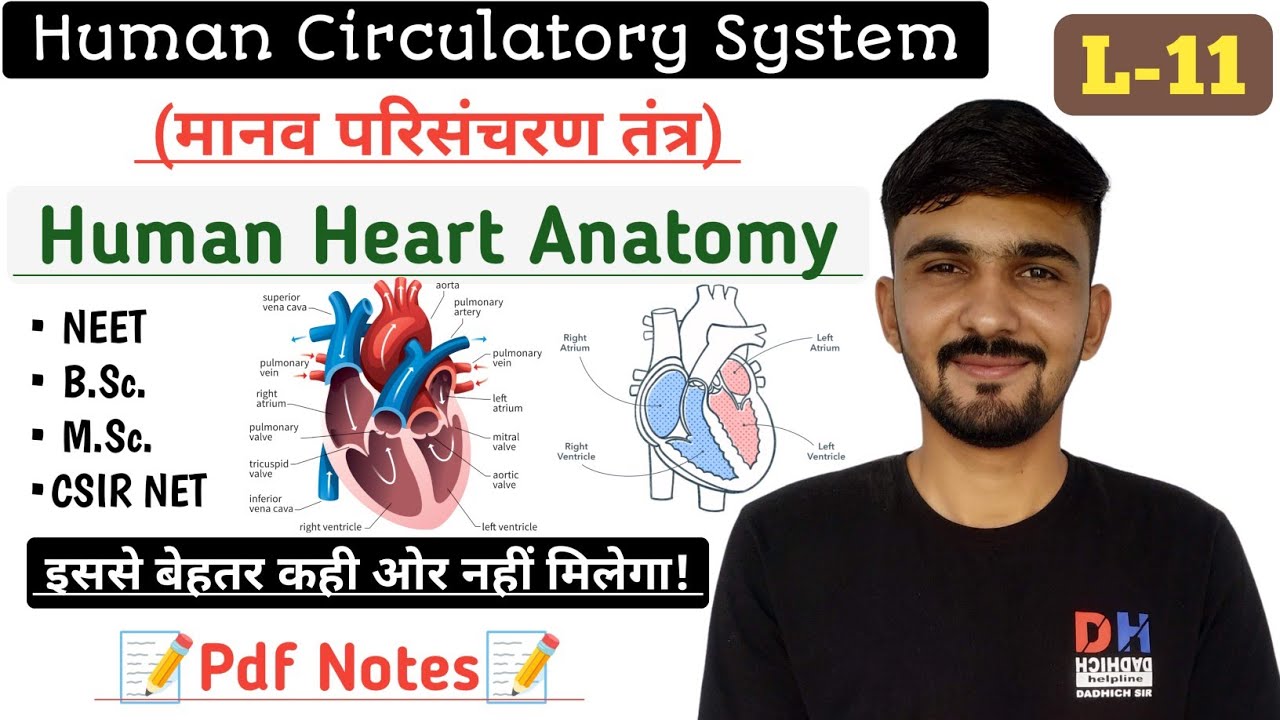 L-11 Human Heart Structure & Function || Human Circulatory System || By ...