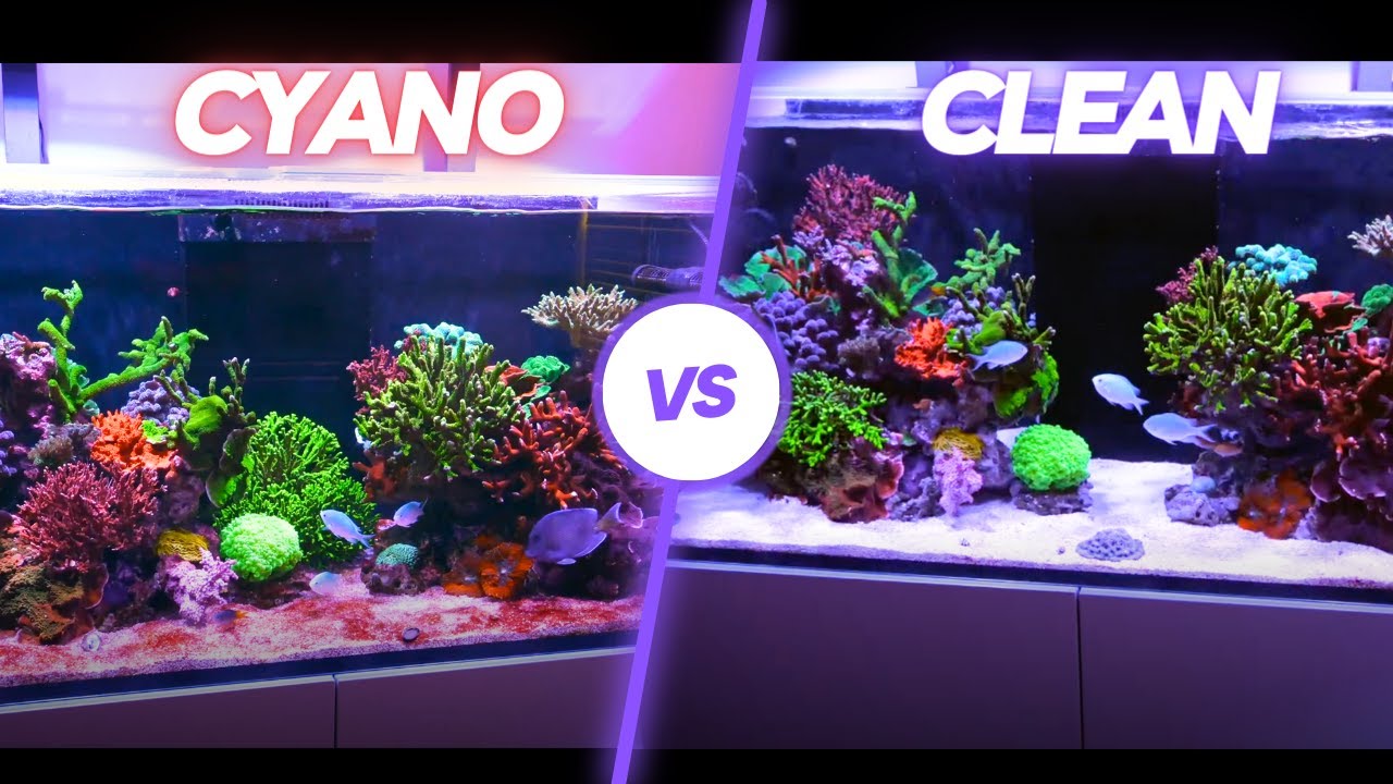 !!!How To Get Rid of CYANO BACTERIA in a REEF TANK!!! 5 Tips🦠 - YouTube