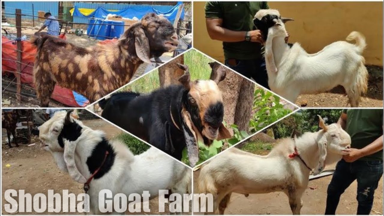 Andul Goats Starting From 24000 at Shobha Goat Farm Ambernath - YouTube