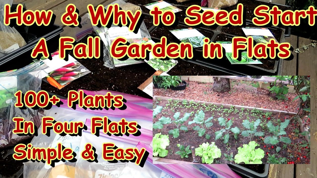 Start Your Fall Garden in Seed Flats: All the Basic Steps to Save Money ...