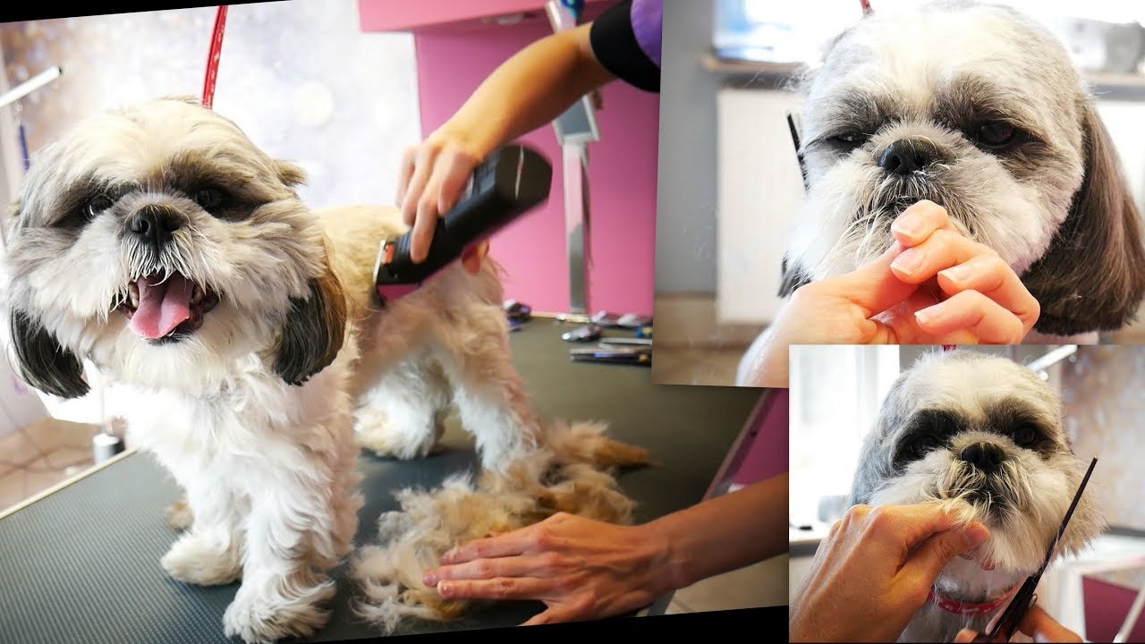 PetGroooming - Shih Tzu Full Grooming from Start to Finish #94 - YouTube