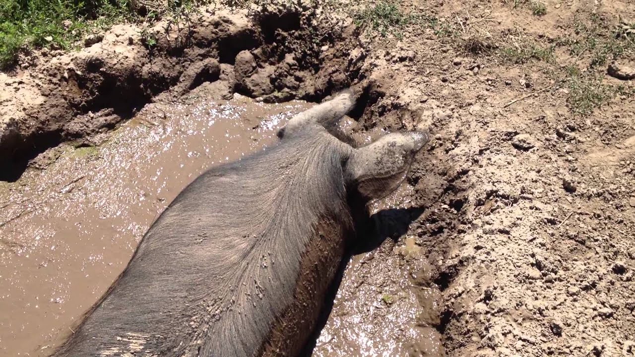 PIG WALLOW - 1 - YouTube