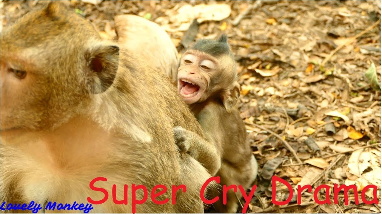 No Baby Monkey Can Drama Like Baby Cody | Baby Cody Perfect Performed ...