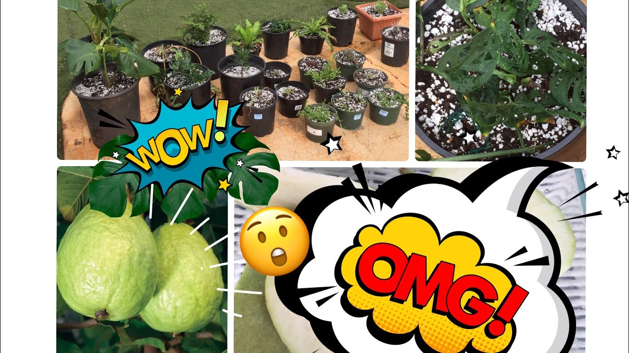 Halaman Haul Repotting + SEEDLESS BAYABAS/GUAVA (Prutas of the Day ...