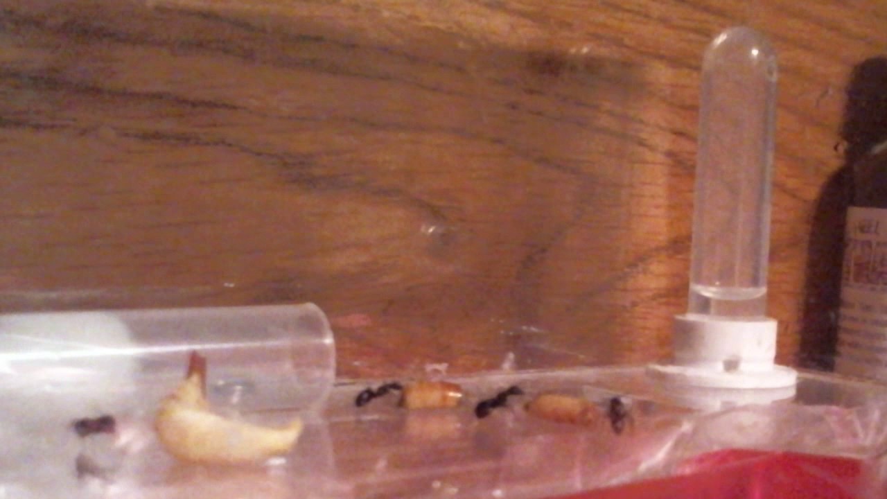 Camponotus Noveboracensis in Omni Nest eating first meal of the year in ...
