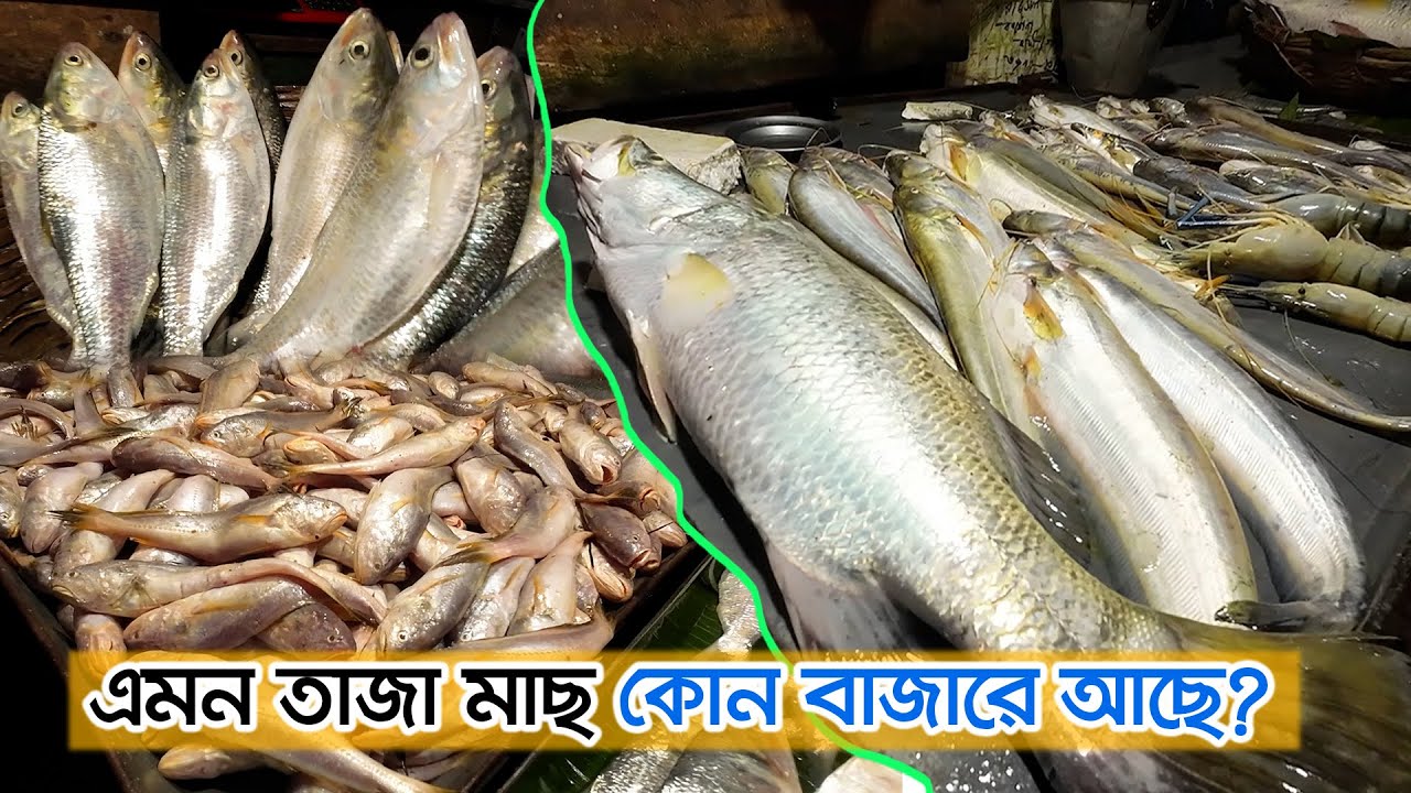 এমন তাজা মাছ কোন বাজারে আছে? | Fish Market Barguna | Suzan Vlog - YouTube