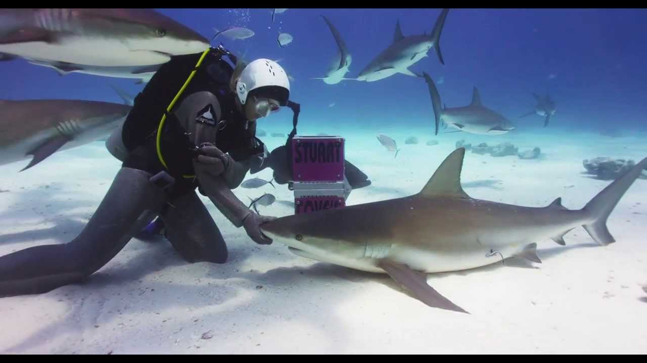 She Kissed A Shark And She Liked It! - YouTube