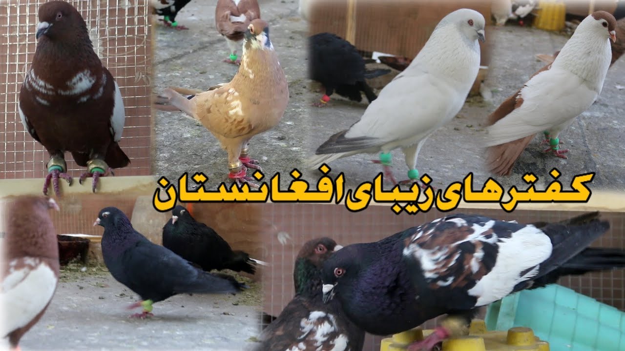 کفتر های زیبای افغانستان/ Most beautiful Afghan PIGEONS || واژه Wazha ...