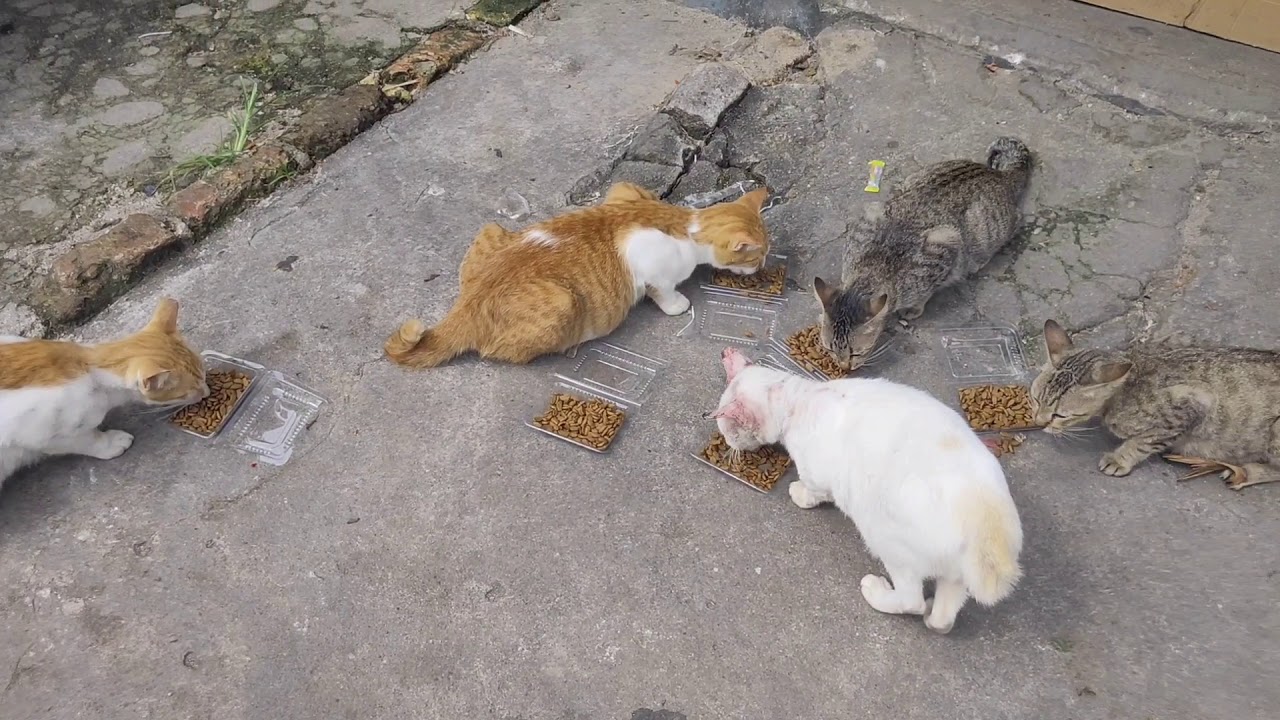 Street Feeding 2 - YouTube