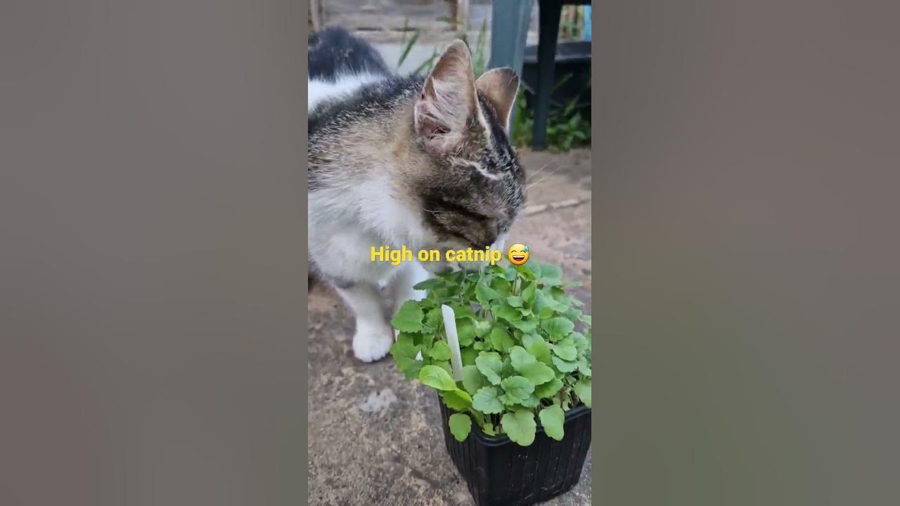 cat on catnip attacking me - YouTube