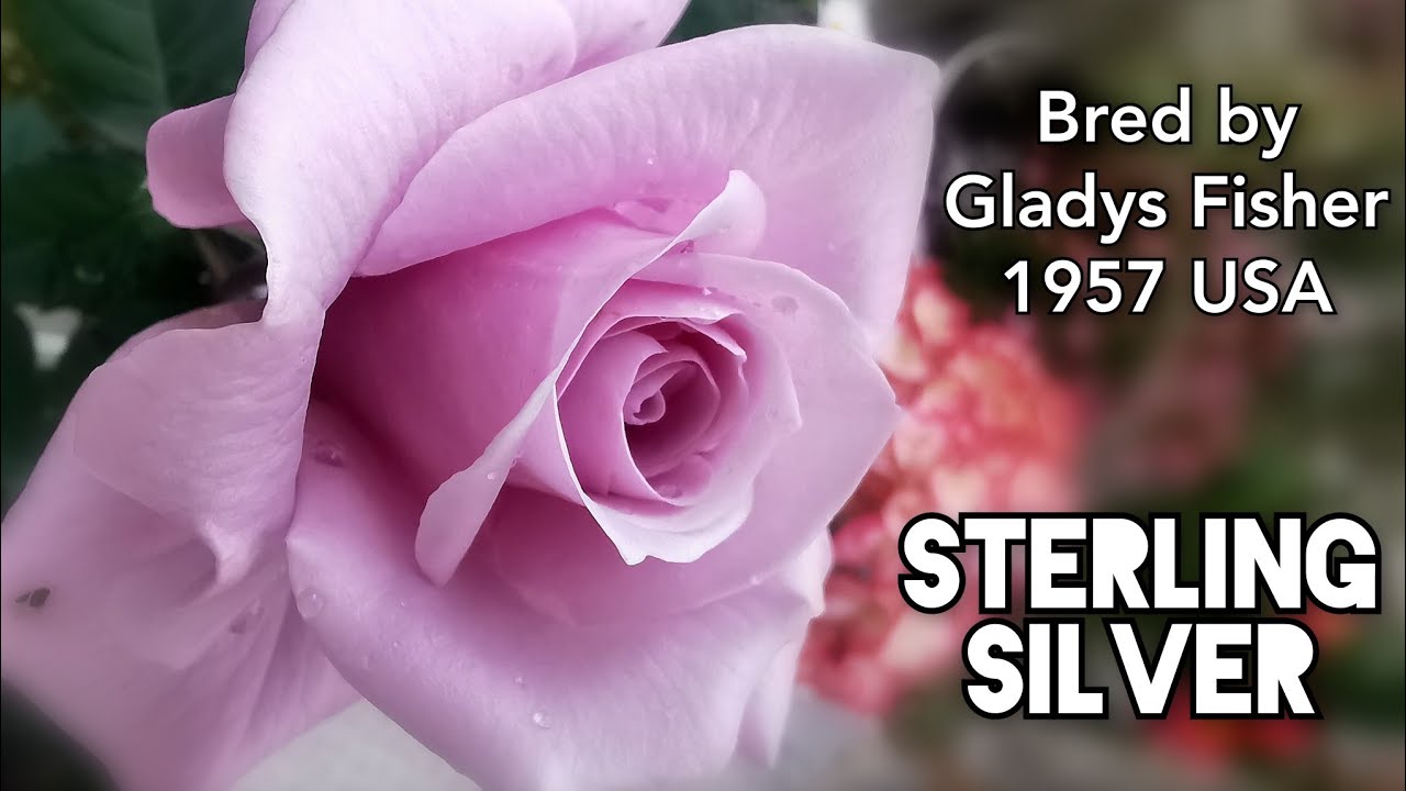 STERLING SILVER ROSE plant by Gladys Fisher 1957 USA Hybrid Tea ...