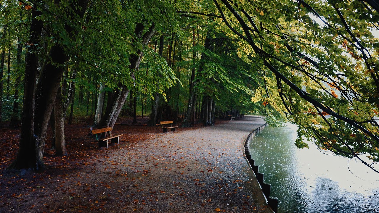 Walking in the Rain | Autumn Leaves and Binaural Rain Sounds for Sleep ...