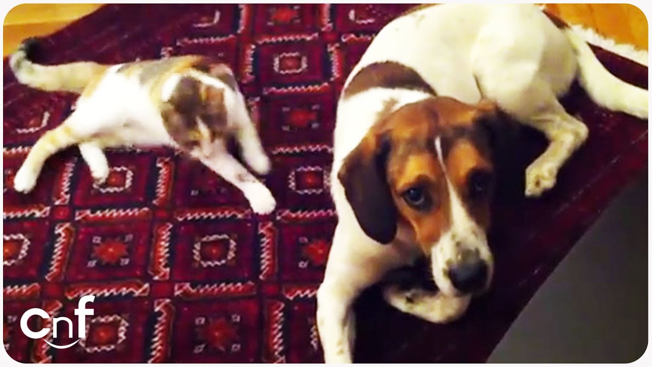 Cat Goes "Boink" | Sneaky Kitty Vs Puppy - YouTube