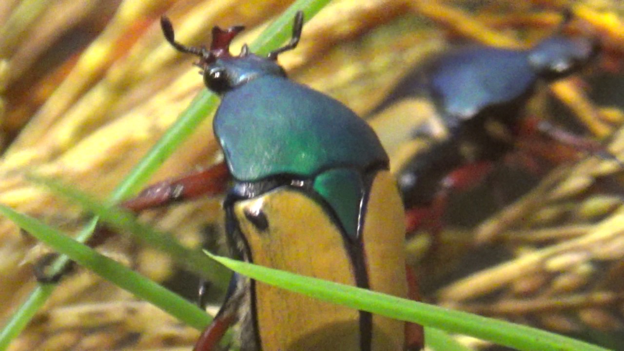 Jade Headed Buffalo Beetle - YouTube