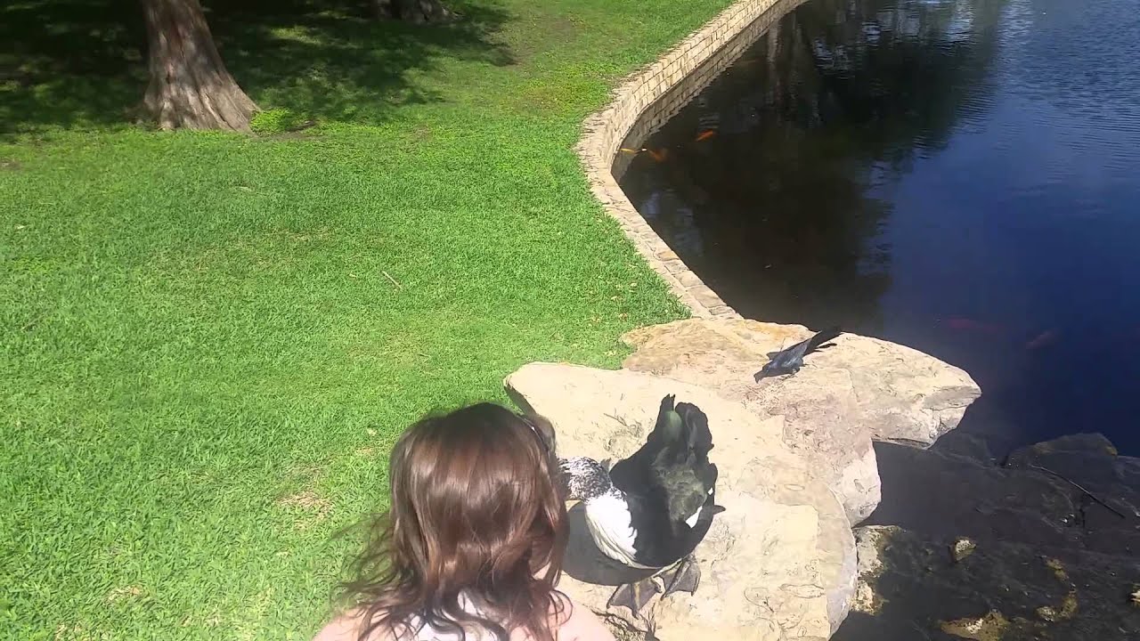 Duck apology - YouTube
