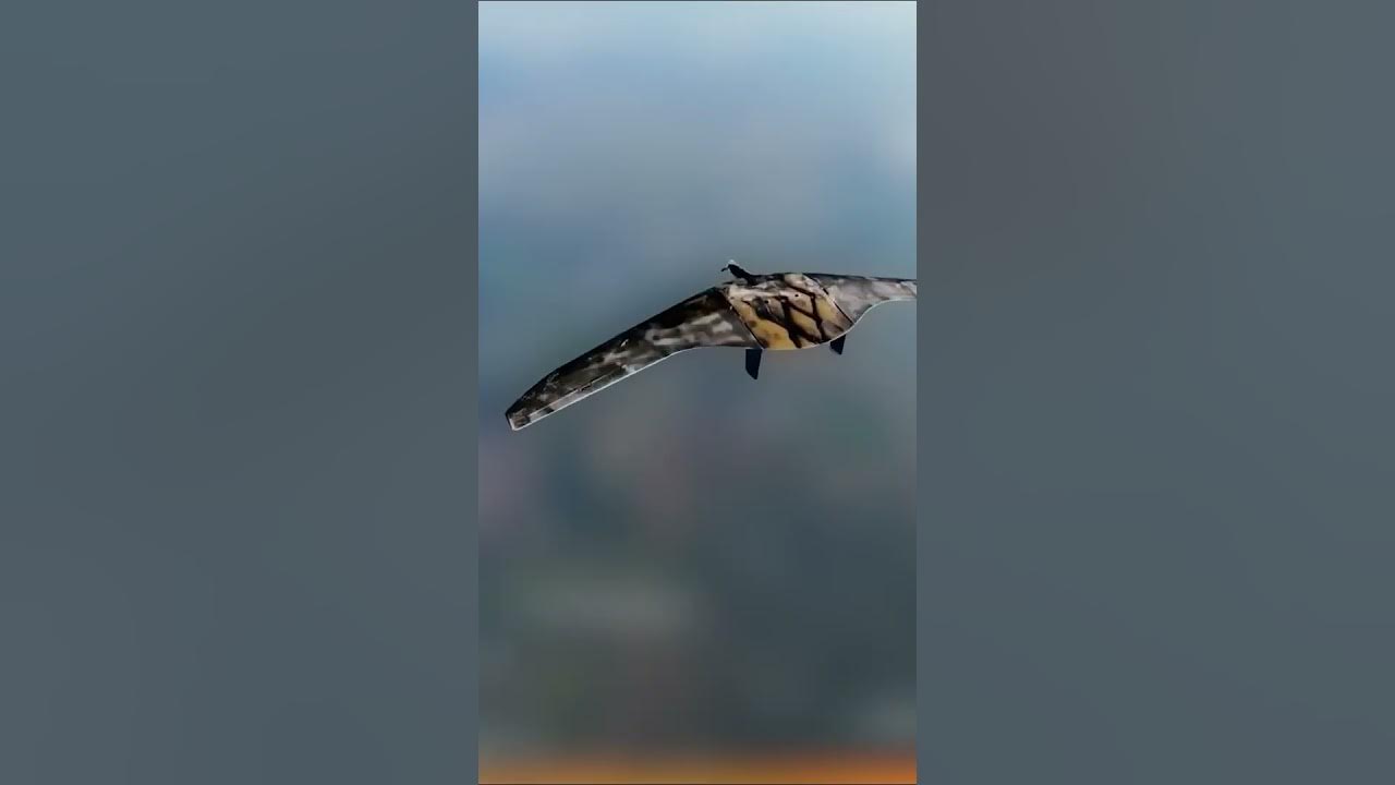 Полювання на Zala, Молнія, Орлан, Supercam, Ланцет - дрони ДПСУ знищують ворожі очі - YouTube