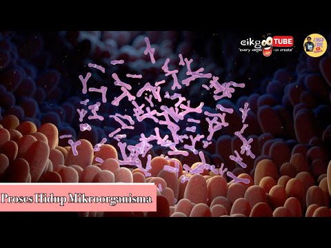 Sains Tahun 6: Proses Hidup Mikroorganisma