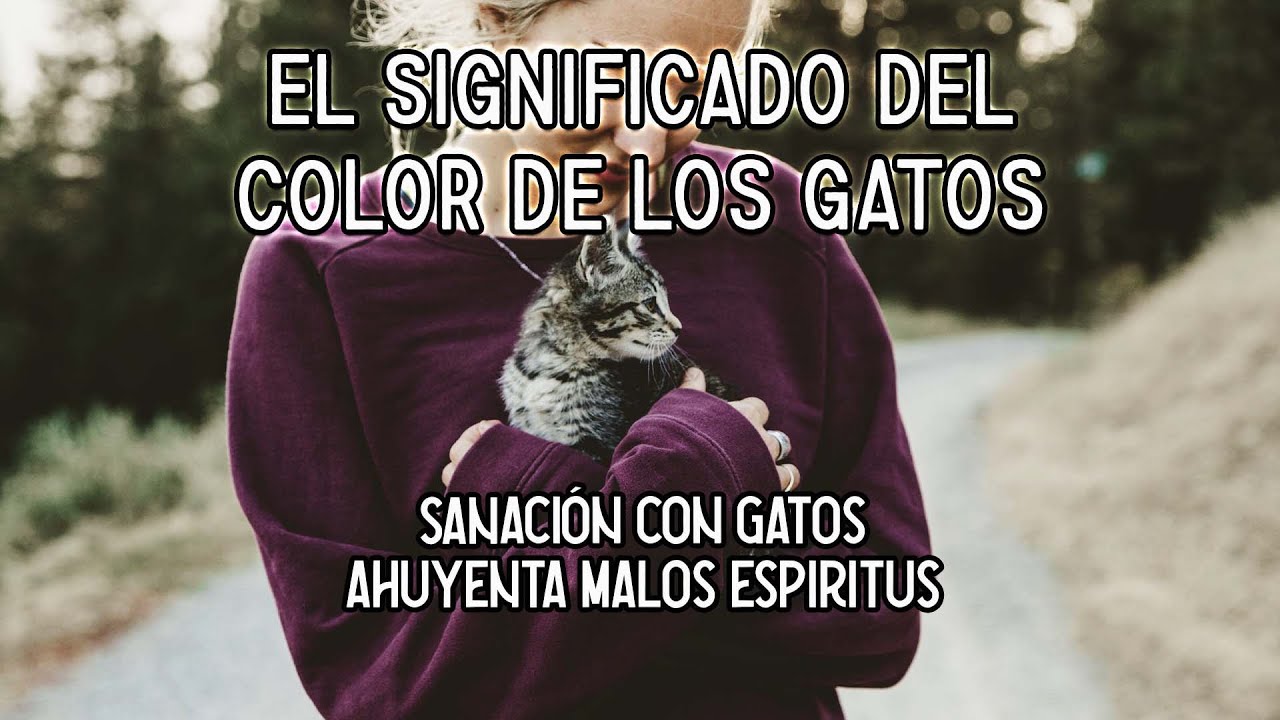 El SIGNIFICADO DEL COLOR DE LOS GATOS, El Oráculo, Sanación con gatos ...