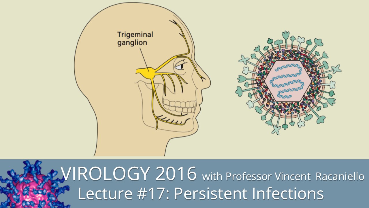 Virology Lectures 2016 #17: Persistent Infections - YouTube