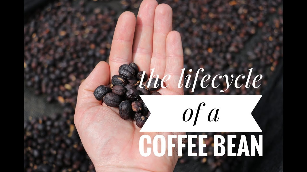 the lifecycle of a coffee bean - YouTube