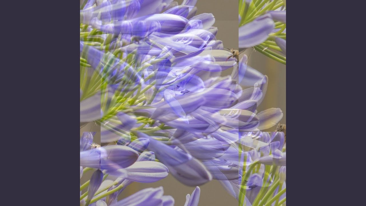 Contort Plicate - YouTube
