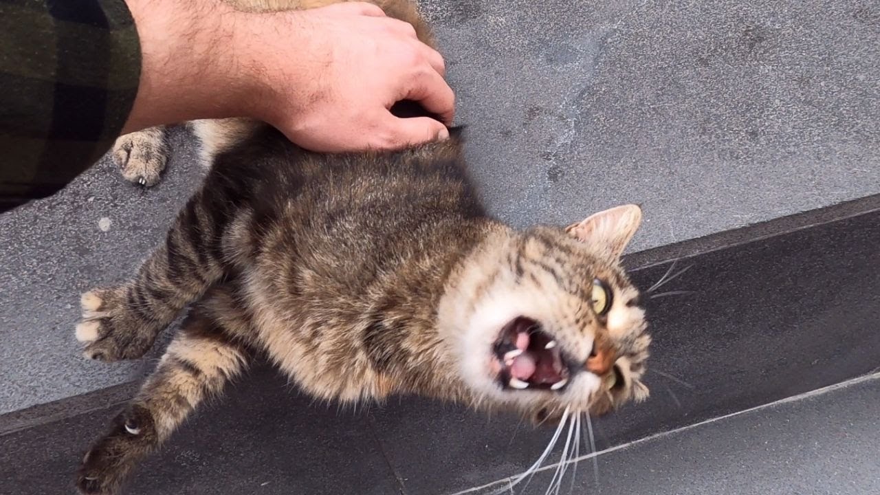 Cat Has the Best Reaction to Back Scratches - YouTube