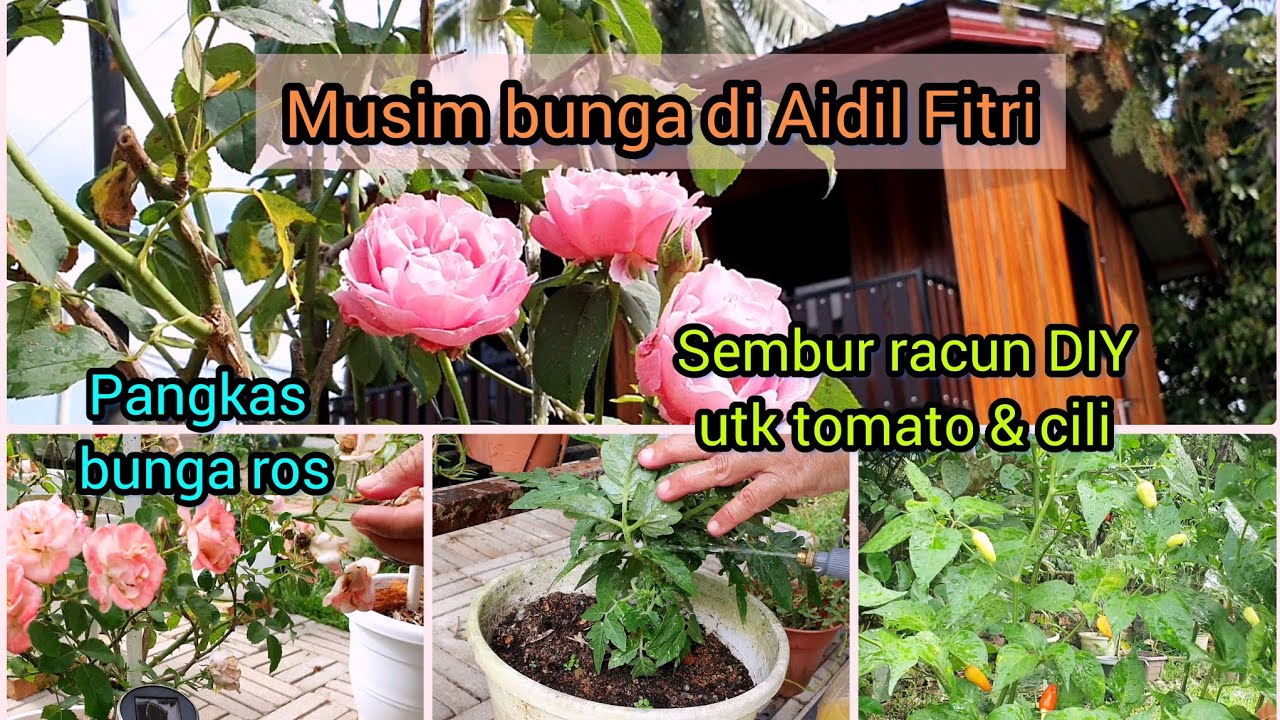 Pangkas bunga ros | Sembur racun organik homemade utk pokok tomato dan ...