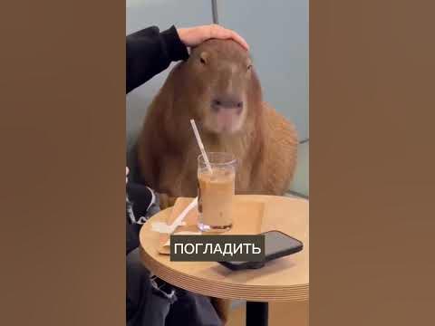 В Японии открыли кафе с капибарами! #blitznews #shorts - YouTube