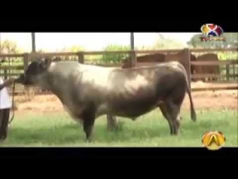 Datos Agrop. "Carora" Raza con sello Venezolano 4ta Parte - YouTube