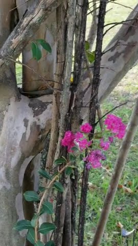 TGF - Beauty all around #tgf #trees #flowers #lovelife - YouTube
