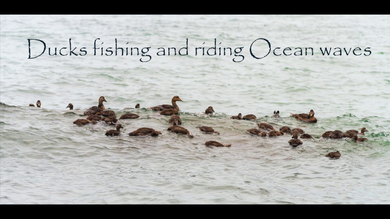 Ducks fishing and riding Ocean waves - YouTube