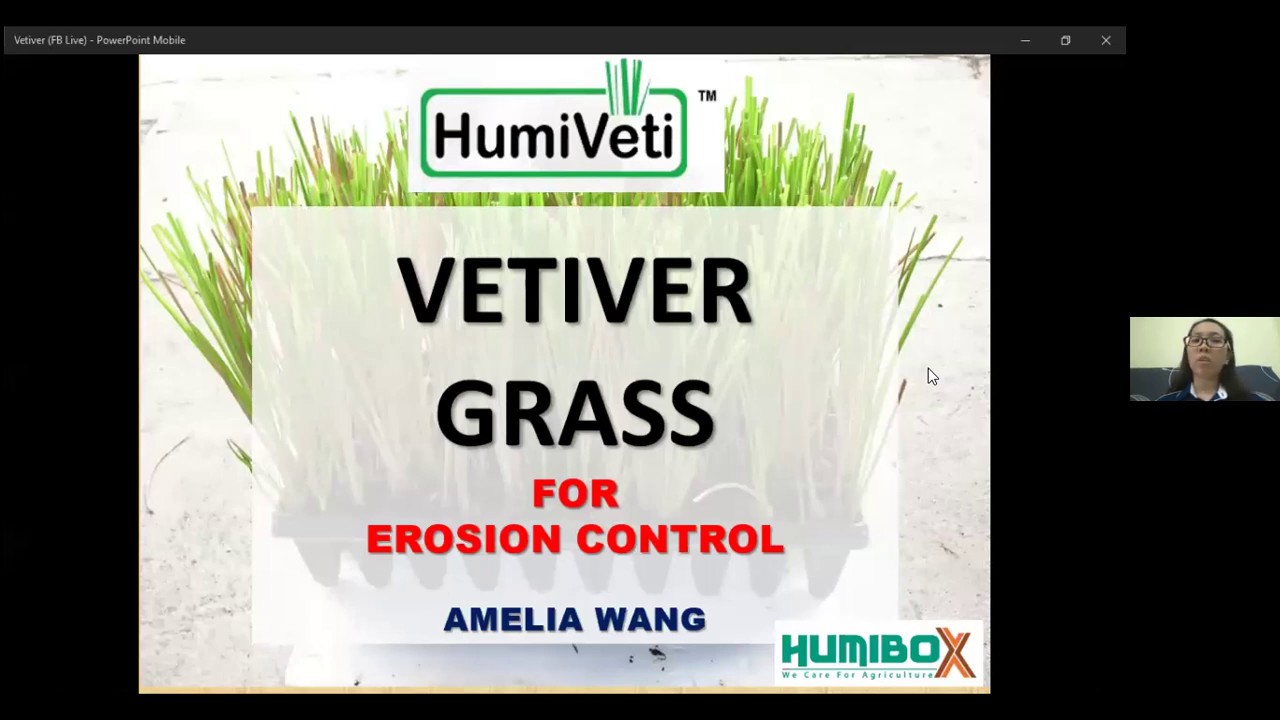 Using Vetiver Grass a natural ways for Effective Soil Erosion ...