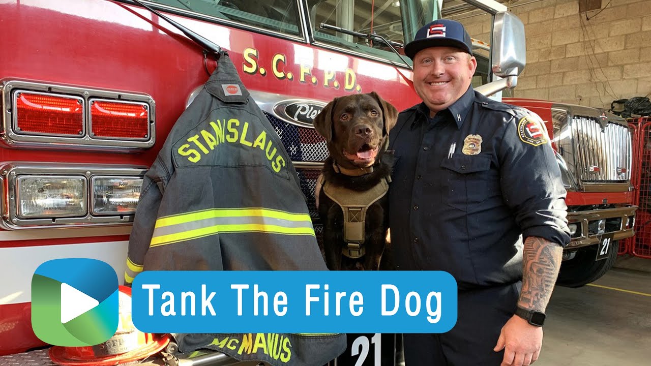 Tank The Fire Dog | Studio209 - YouTube
