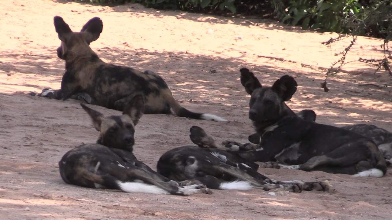 African Wild 'Painted' Dogs - YouTube