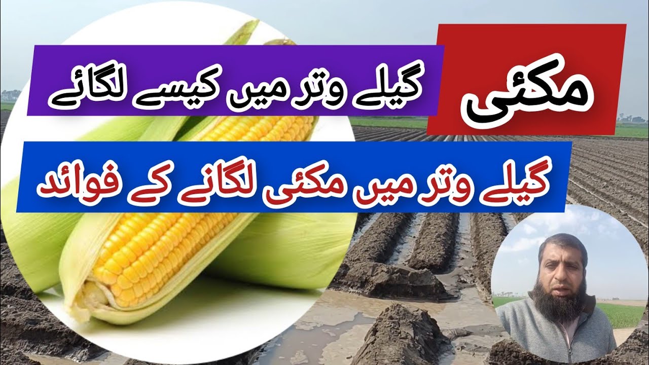 Maize farming in Pakistan| Maize sowing in water ||@agritalksbysaadat ...