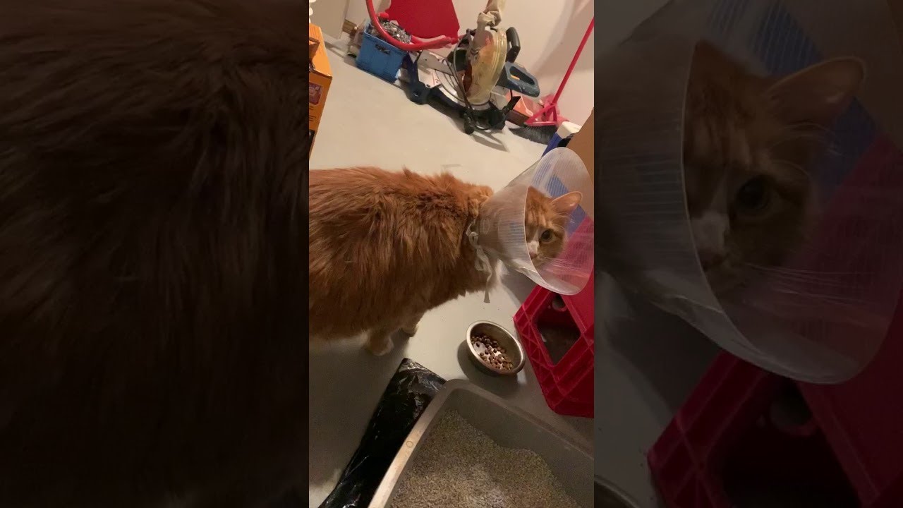 Cat Shaved for Surgery || ViralHog - YouTube